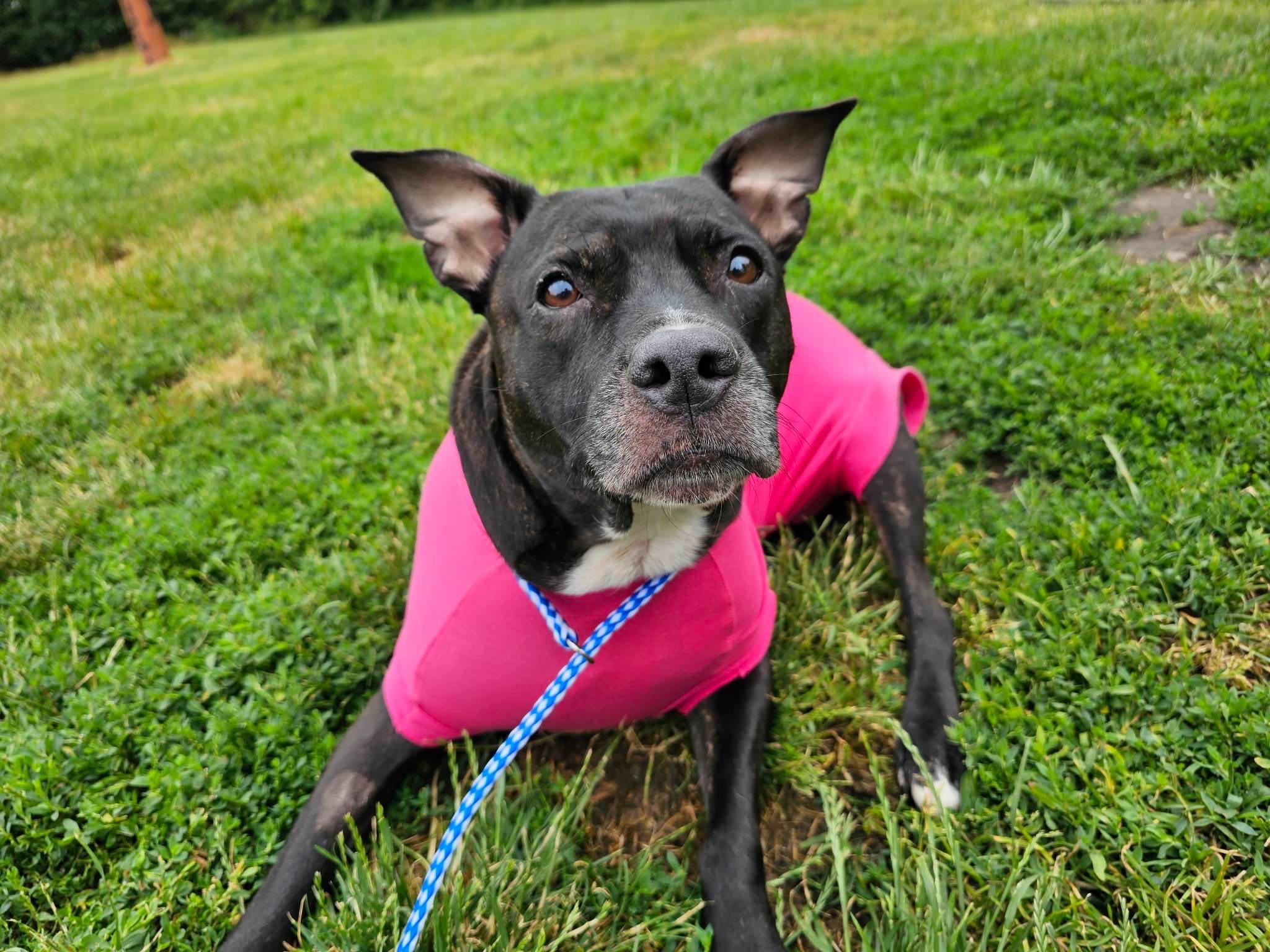 Remi – Doris Banham Dog Rescue