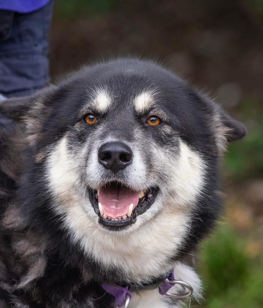 Roxy – Doris Banham Dog Rescue