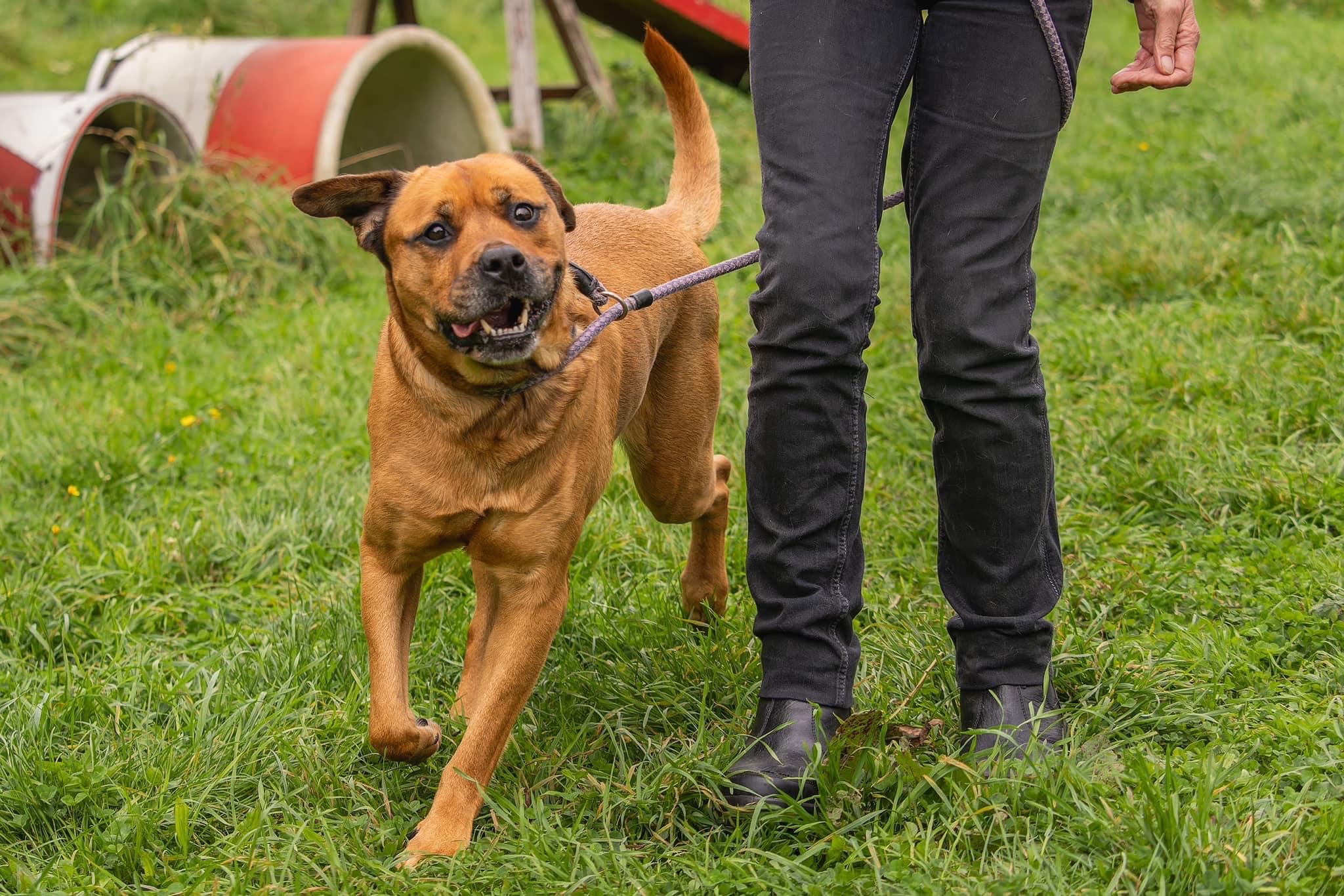 Roxi – Doris Banham Dog Rescue