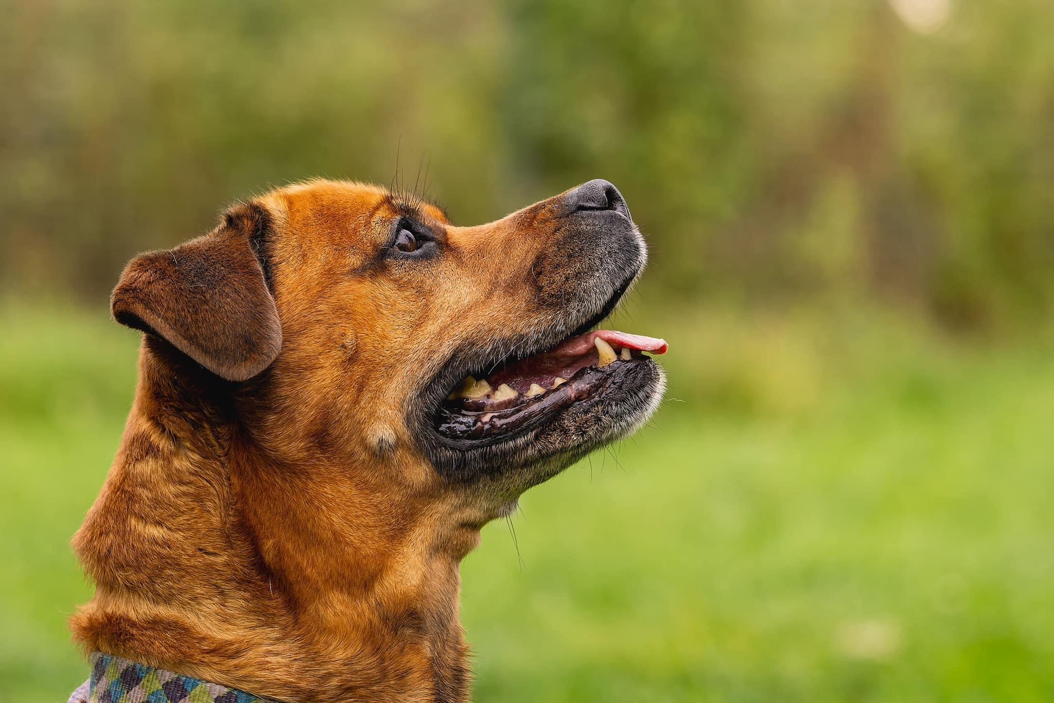 Roxi – Doris Banham Dog Rescue