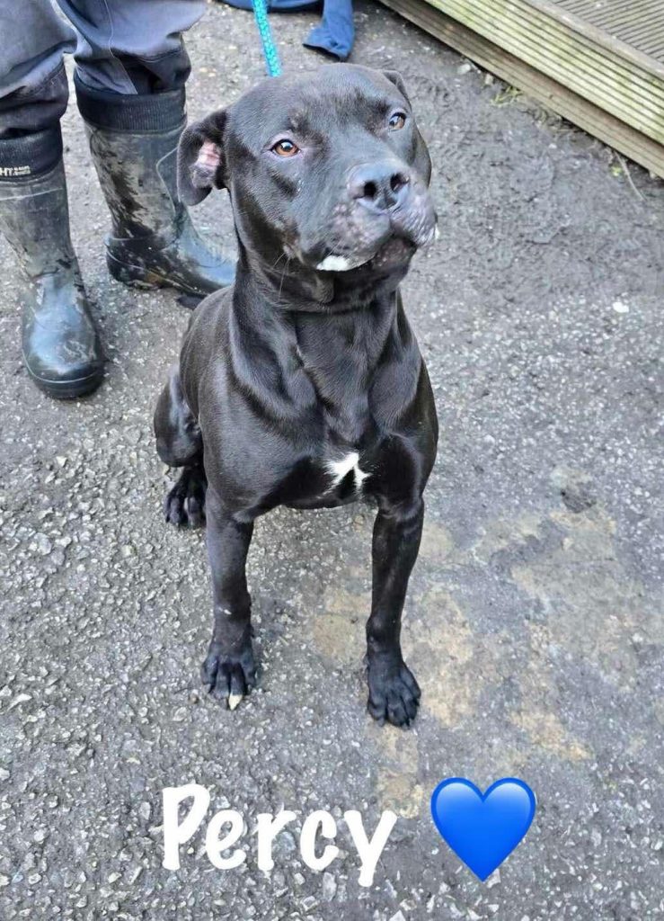 Percy – Doris Banham Dog Rescue