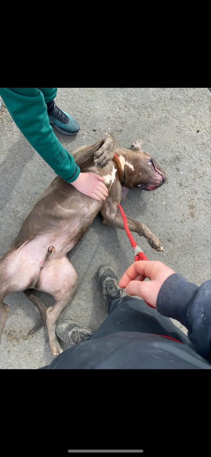 Guvnor – Doris Banham Dog Rescue