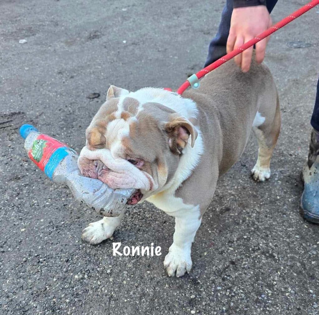 Ronnie – Doris Banham Dog Rescue