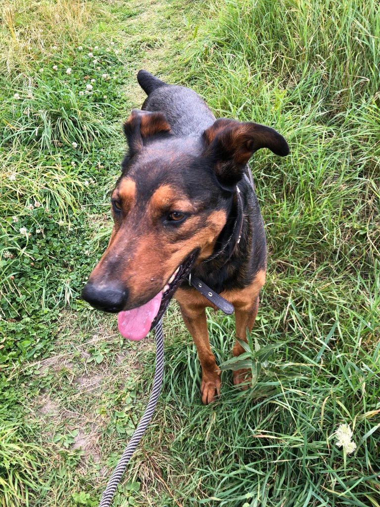 Hunter – Doris Banham Dog Rescue