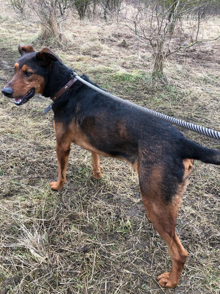 Hunter – Doris Banham Dog Rescue